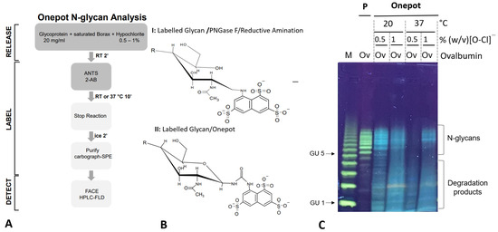 Seamless Coupling of Chemical Glycan Release and Labeling for an ...