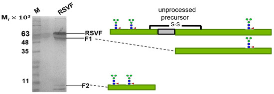Seamless Coupling of Chemical Glycan Release and Labeling for an ...