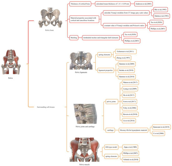 An Integrated Method of Biomechanics Modeling for Pelvic Bone and ...