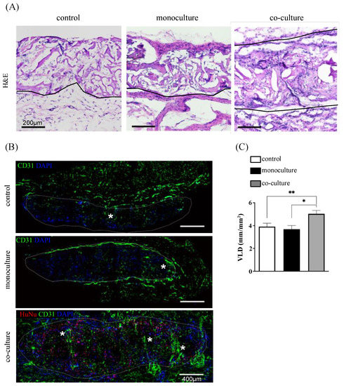 Upscaled Skeletal Muscle Engineered Tissue with In Vivo Vascularization ...