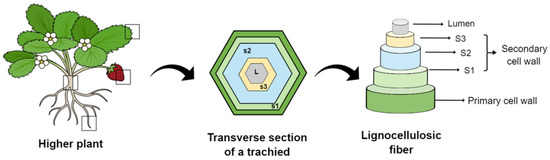 Bioengineering | Free Full-Text | Plant Fibers as Composite ...