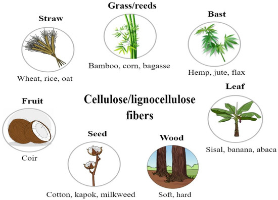 Bioengineering | Free Full-Text | Plant Fibers as Composite ...