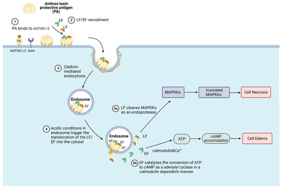 Cancer Drug Delivery Systems Using Bacterial Toxin Translocation Mechanisms