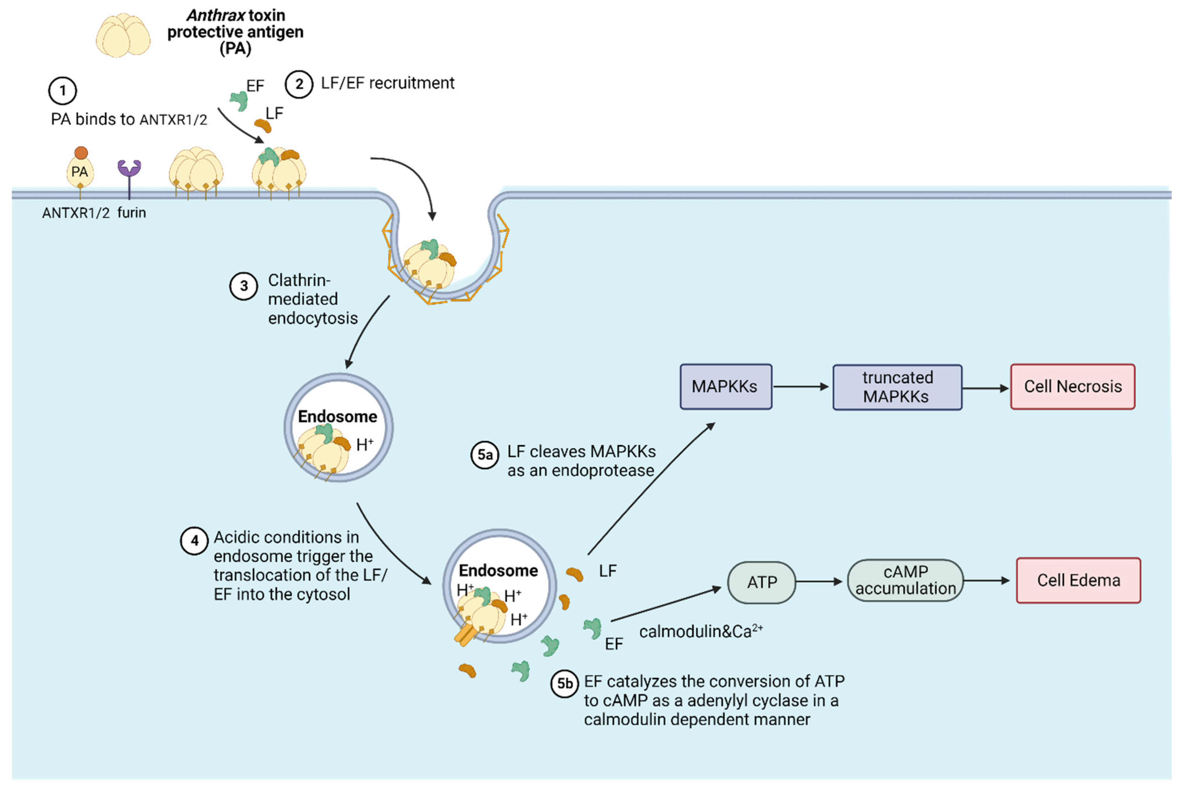 Cancer Drug Delivery Systems Using Bacterial Toxin Translocation Mechanisms