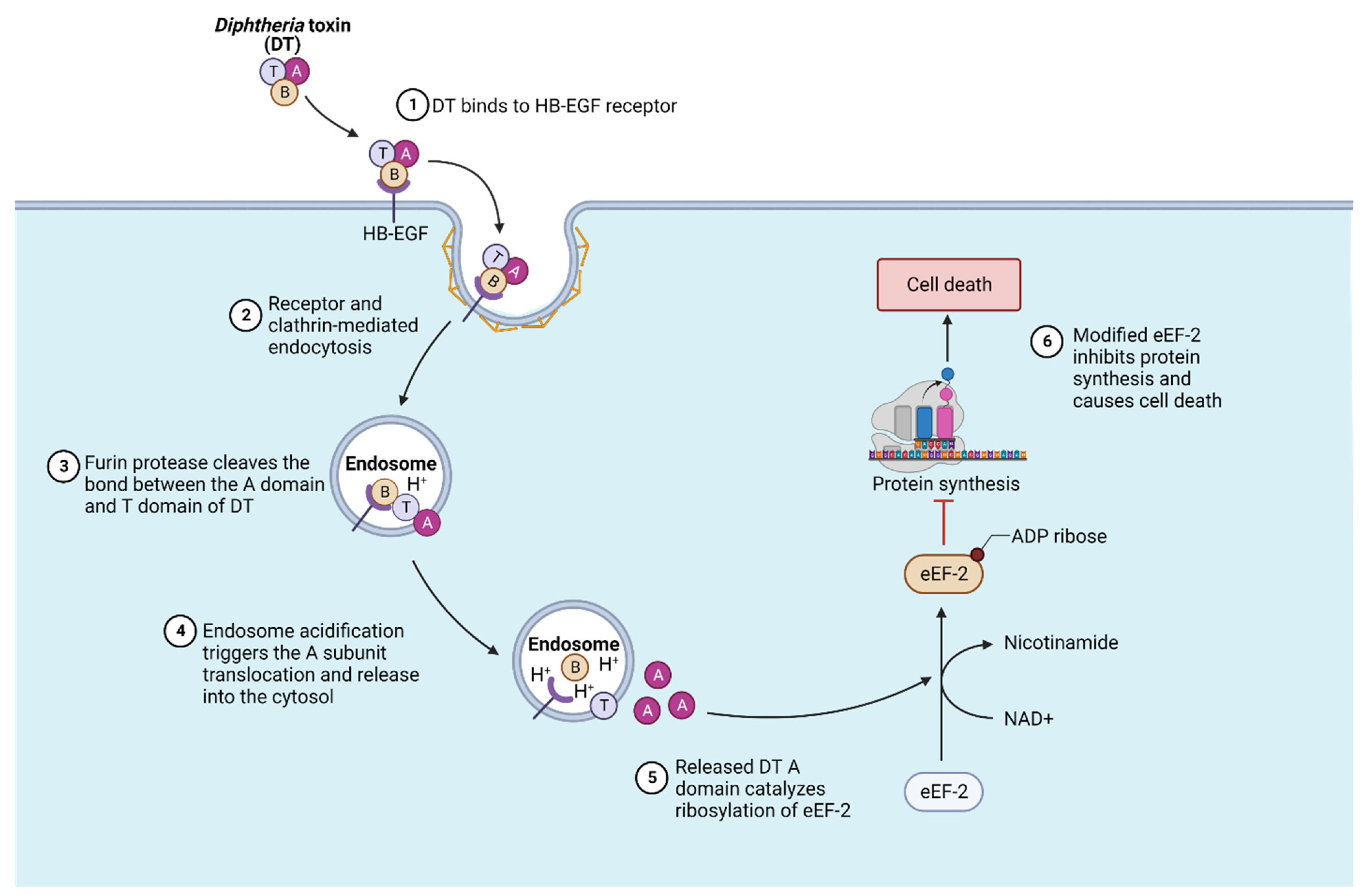 Cancer Drug Delivery Systems Using Bacterial Toxin Translocation Mechanisms