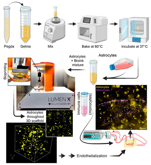 A Next-Generation 3D Tissue-Engineered Model of the Human Brain ...