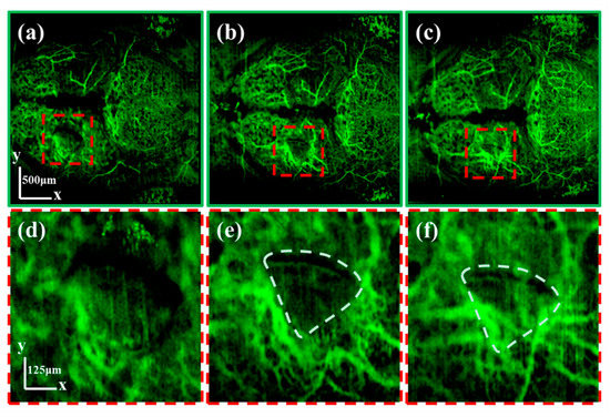 Information-Rich Multi-Functional OCT for Adult Zebrafish Intra- and ...