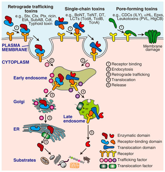 Gaining New Insights into Fundamental Biological Pathways by Bacterial ...