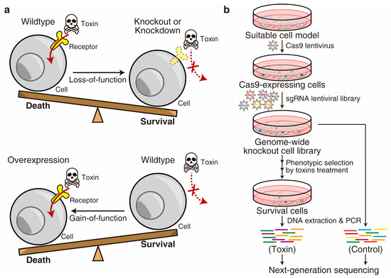 Gaining New Insights into Fundamental Biological Pathways by Bacterial ...