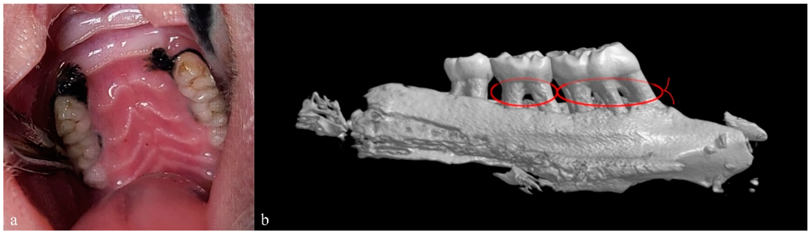 Initial Development of an Immediate Implantation Model in Rats and ...