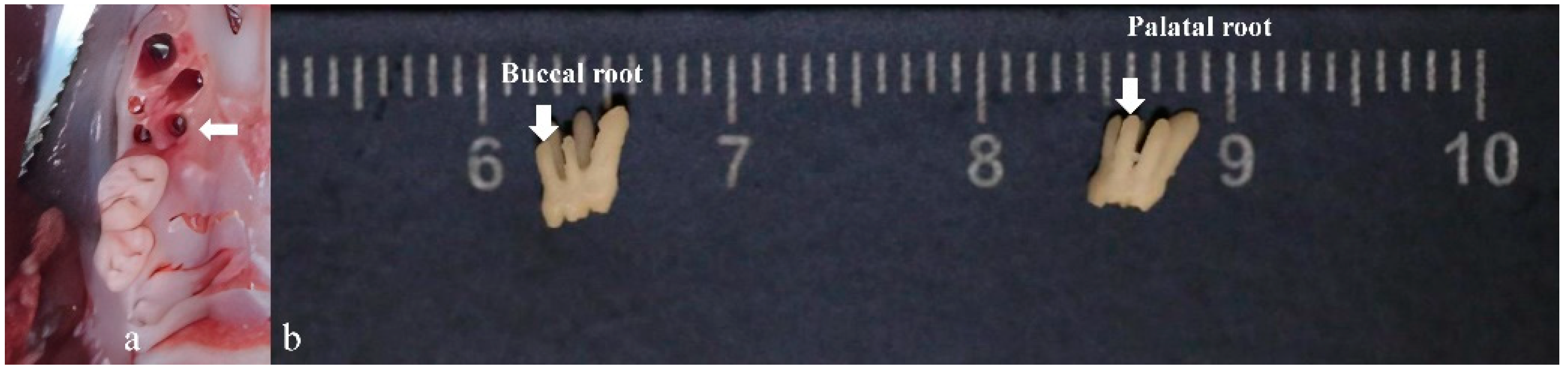Initial Development of an Immediate Implantation Model in Rats and ...