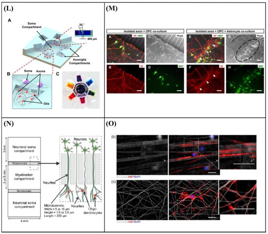 Microfluidic Systems for Neural Cell Studies