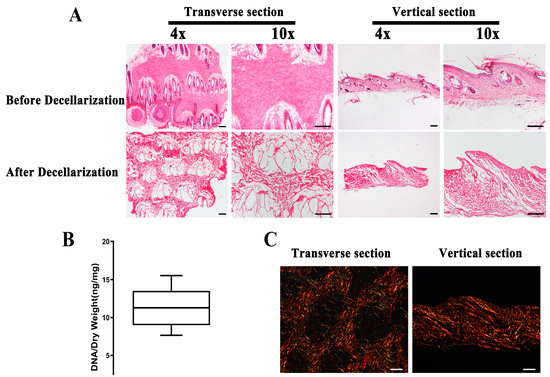 Using a Xenogeneic Acellular Dermal Matrix Membrane to Enhance the ...