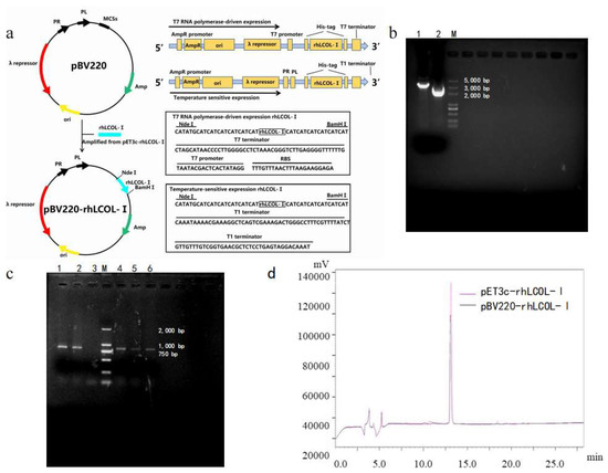 Temperature-Controlled Expression of a Recombinant Human-like Collagen ...