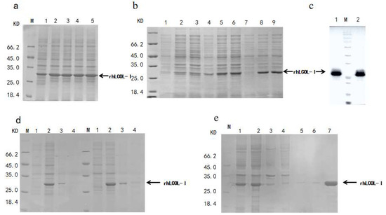 Temperature-Controlled Expression of a Recombinant Human-like Collagen ...