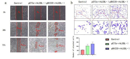 Temperature-Controlled Expression of a Recombinant Human-like Collagen ...