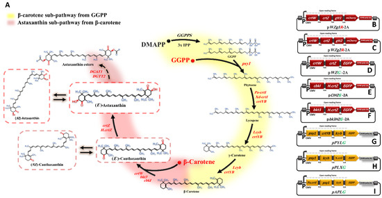 Production of Astaxanthin by Animal Cells via Introduction of an Entire ...