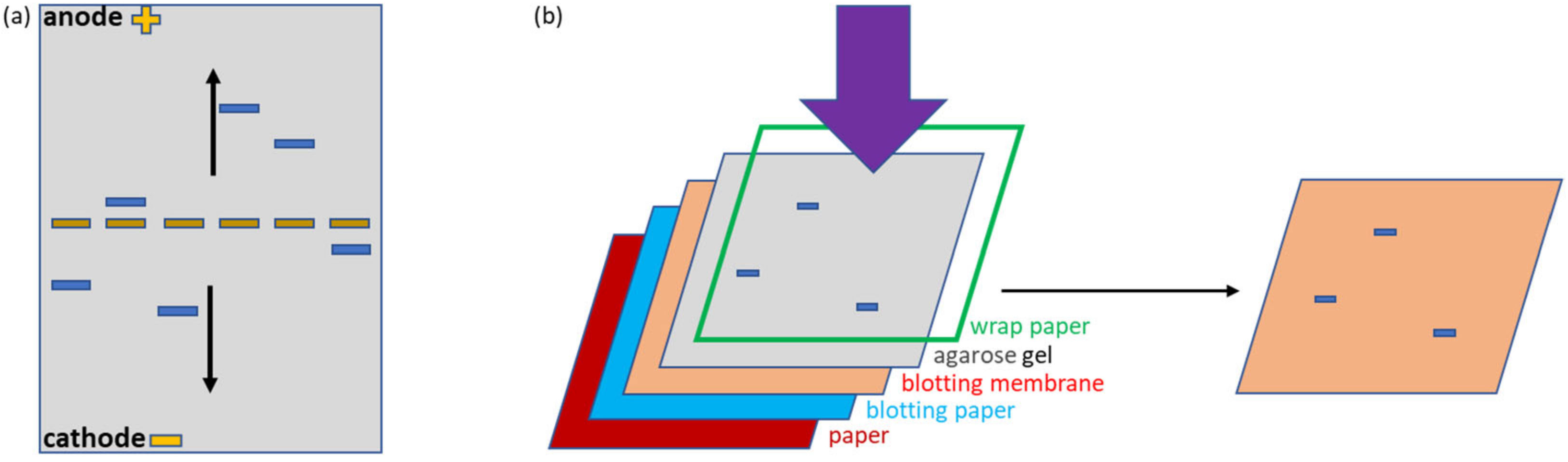 Bioengineering | Free Full-Text | Native Agarose Gels and Contact ...