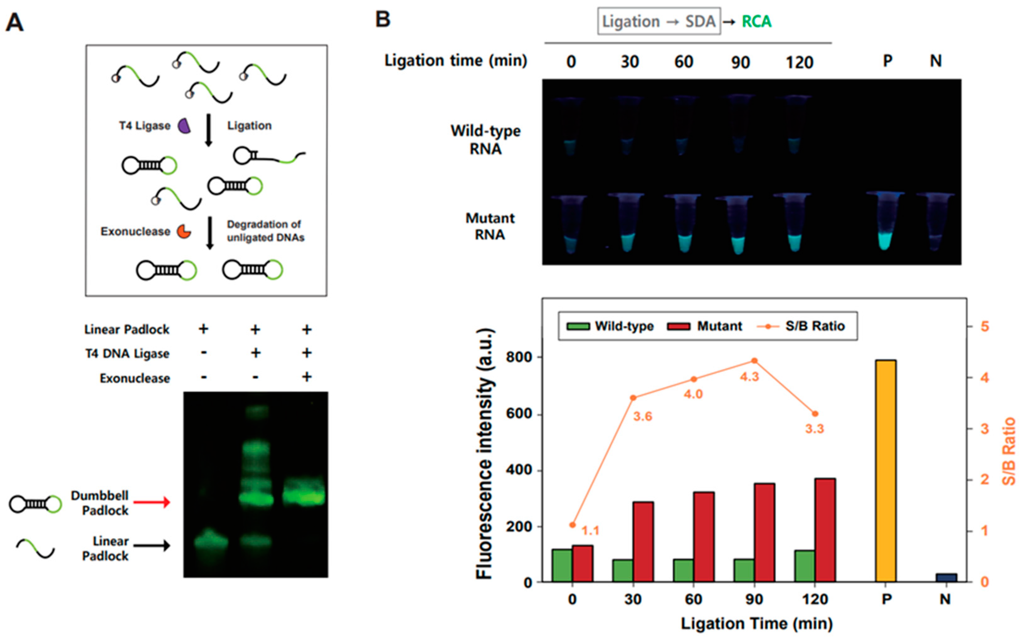Fluorometric Detection of SARS-CoV-2 Single-Nucleotide Variant L452R ...