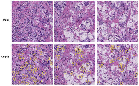Bioengineering | Free Full-Text | A Circular Box-Based Deep Learning ...