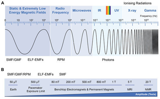 Bioengineering | Free Full-Text | Harmonizing Magnetic Mitohormetic ...