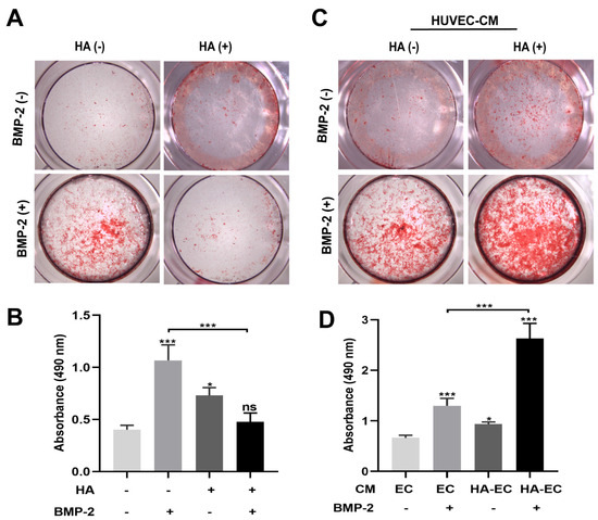The Paracrine Effect of Hyaluronic Acid-Treated Endothelial Cells ...