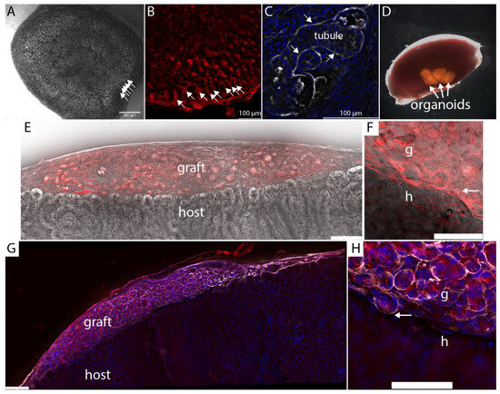 In Vivo Assessment of Laboratory-Grown Kidney Tissue Grafts