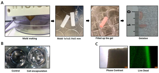 Early Osteogenic-Induced Adipose-Derived Stem Cells and Canine Bone ...