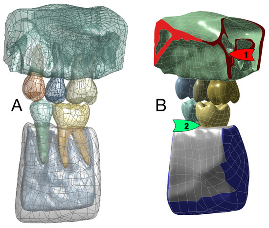 Functional Load Capacity of Teeth with Reduced Periodontal Support: A ...