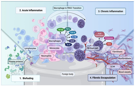 Investigating Immunomodulatory Biomaterials for Preventing the Foreign ...