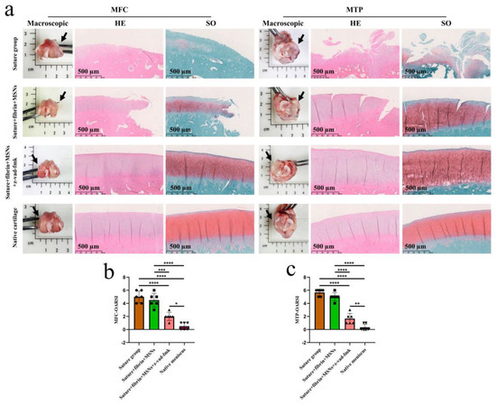 Anti-Apoptosis Therapy for Meniscal Avascular Zone Repair: A Proof-of ...