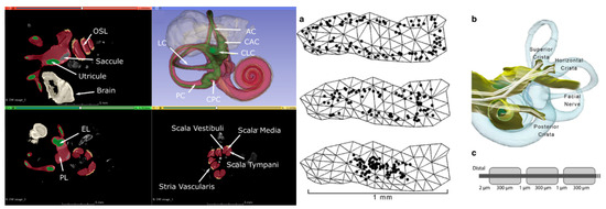 A Virtual Inner Ear Model Selects Ramped Pulse Shapes for Vestibular ...