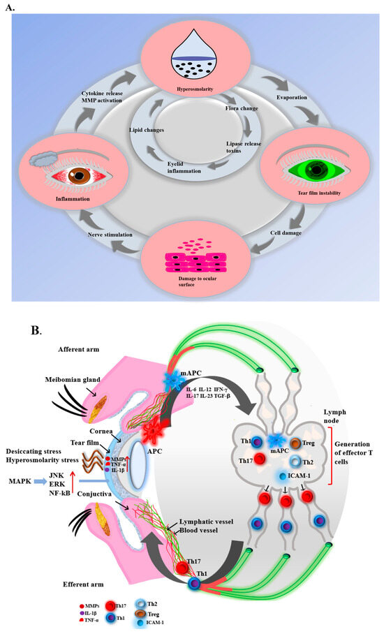 Current Advances in Regenerative Strategies for Dry Eye Diseases: A ...