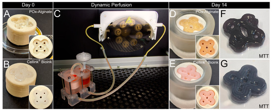 Perfusable Tissue Bioprinted into a 3D-Printed Tailored Bioreactor System