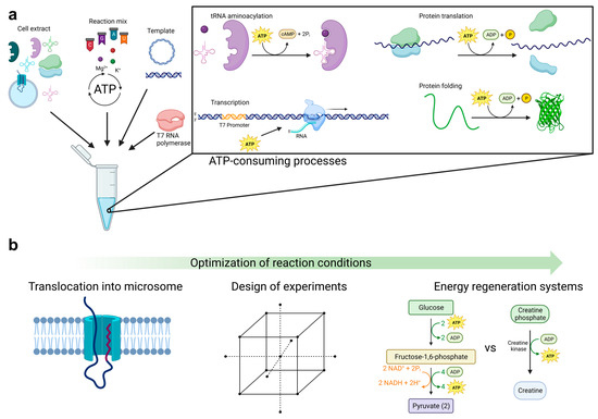A Cost-Effective Pichia pastoris Cell-Free System Driven by Glycolytic ...
