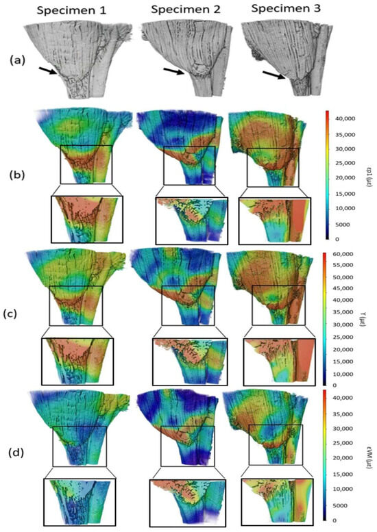 Full-Field Strain Measurements of the Muscle-Tendon Junction Using X ...