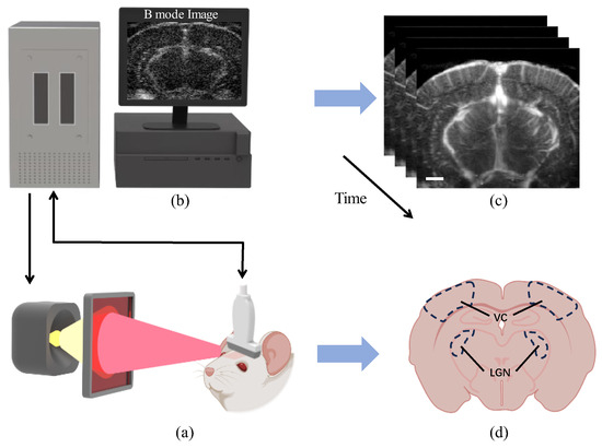 Ultrasound Flow Imaging Study on Rat Brain with Ultrasound and Light Stimulations