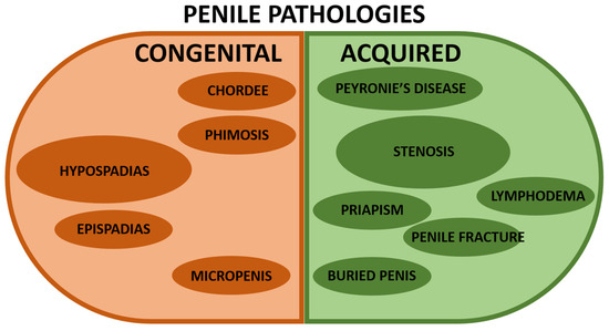 Tissue Engineering for Penile Reconstruction
