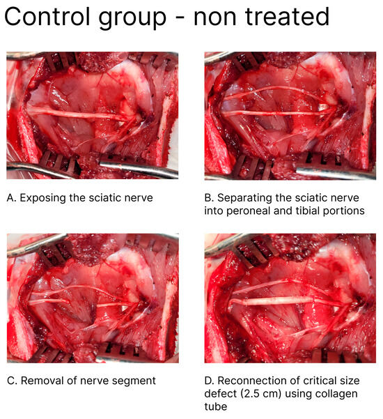 Bioengineering | Free Full-Text | Nerve Reconstruction Using ActiGraft ...