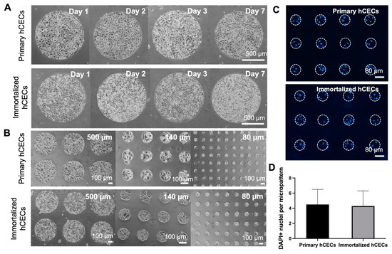 Bioengineering | Free Full-Text | Development of a Probability-Based In ...