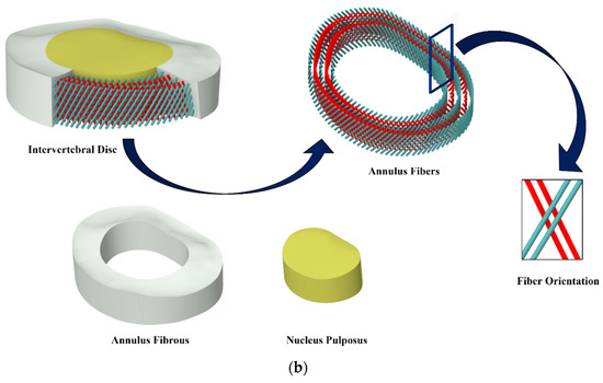 Bioengineering | Free Full-Text | Validation and Estimation of Obesity-Induced Intervertebral ...