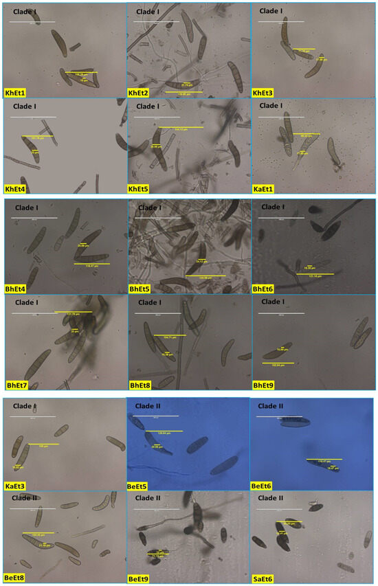 Correction: Anwer et al. Molecular and Morphological Characterization ...