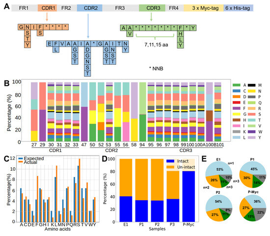 Bioengineering | Free Full-Text | Development of a Human B7-H3-Specific ...