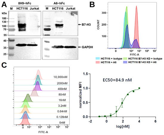 Bioengineering | Free Full-Text | Development of a Human B7-H3-Specific ...