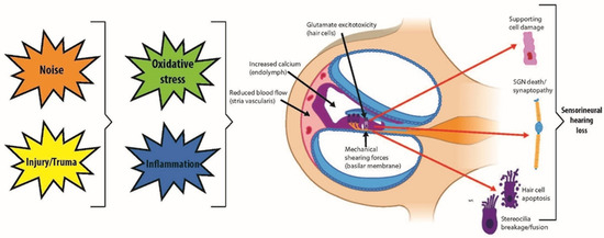 Modern In Vitro Techniques for Modeling Hearing Loss