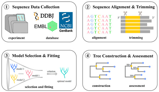 Common Methods for Phylogenetic Tree Construction and Their ...