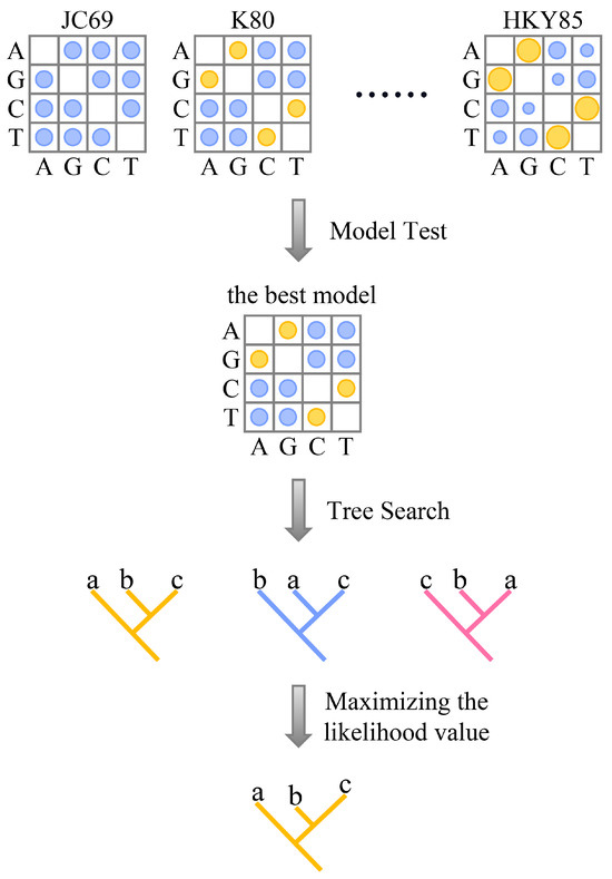 Common Methods for Phylogenetic Tree Construction and Their Implementation in R