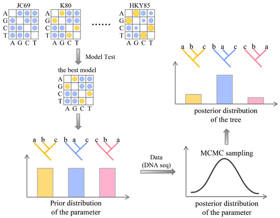 Common Methods for Phylogenetic Tree Construction and Their ...