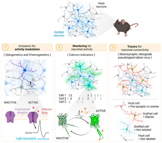 Updated Toolbox for Assessing Neuronal Network Reconstruction after ...