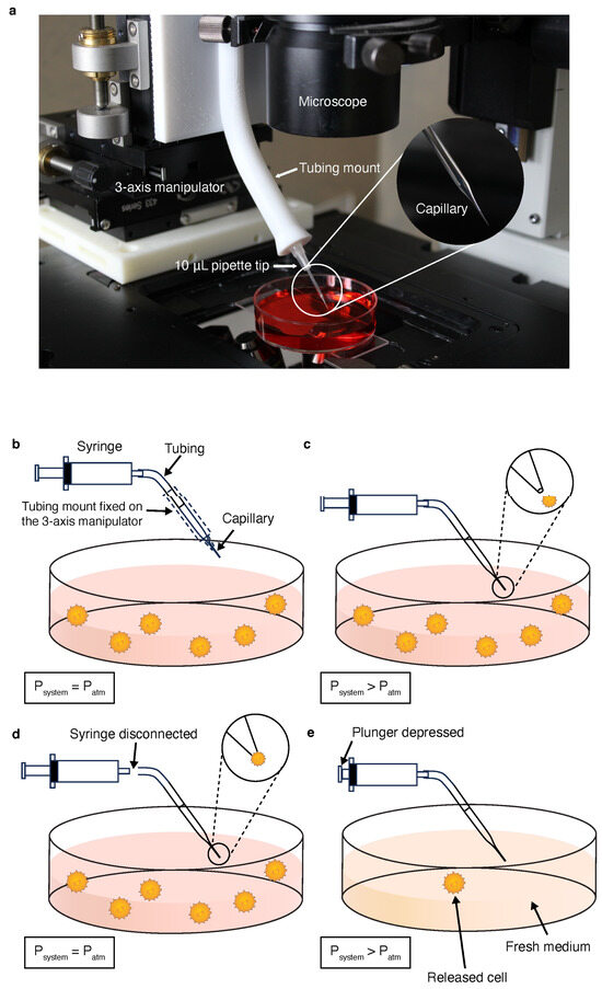Bioengineering | Free Full-Text | A Capillary-Force-Driven, Single-Cell ...